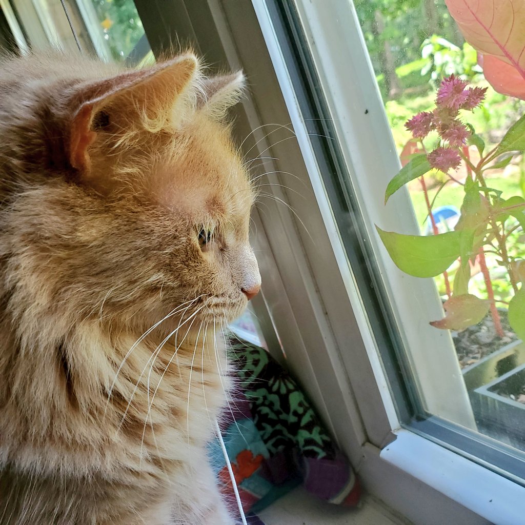 Fluff Responders Animal Rescue – Saving the world one kitten at a time.