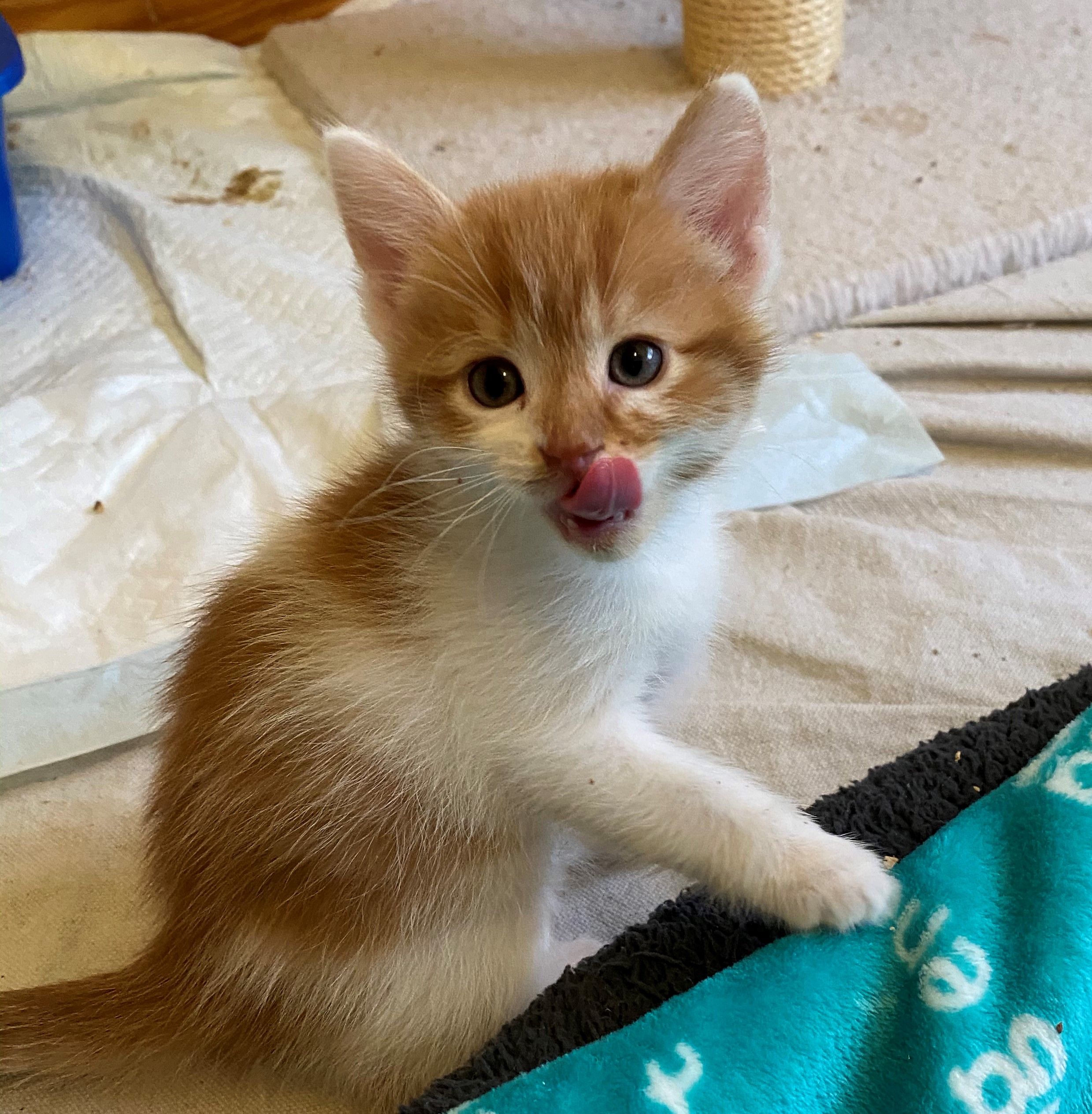 Fluff Responders Animal Rescue – Saving the world one kitten at a time.