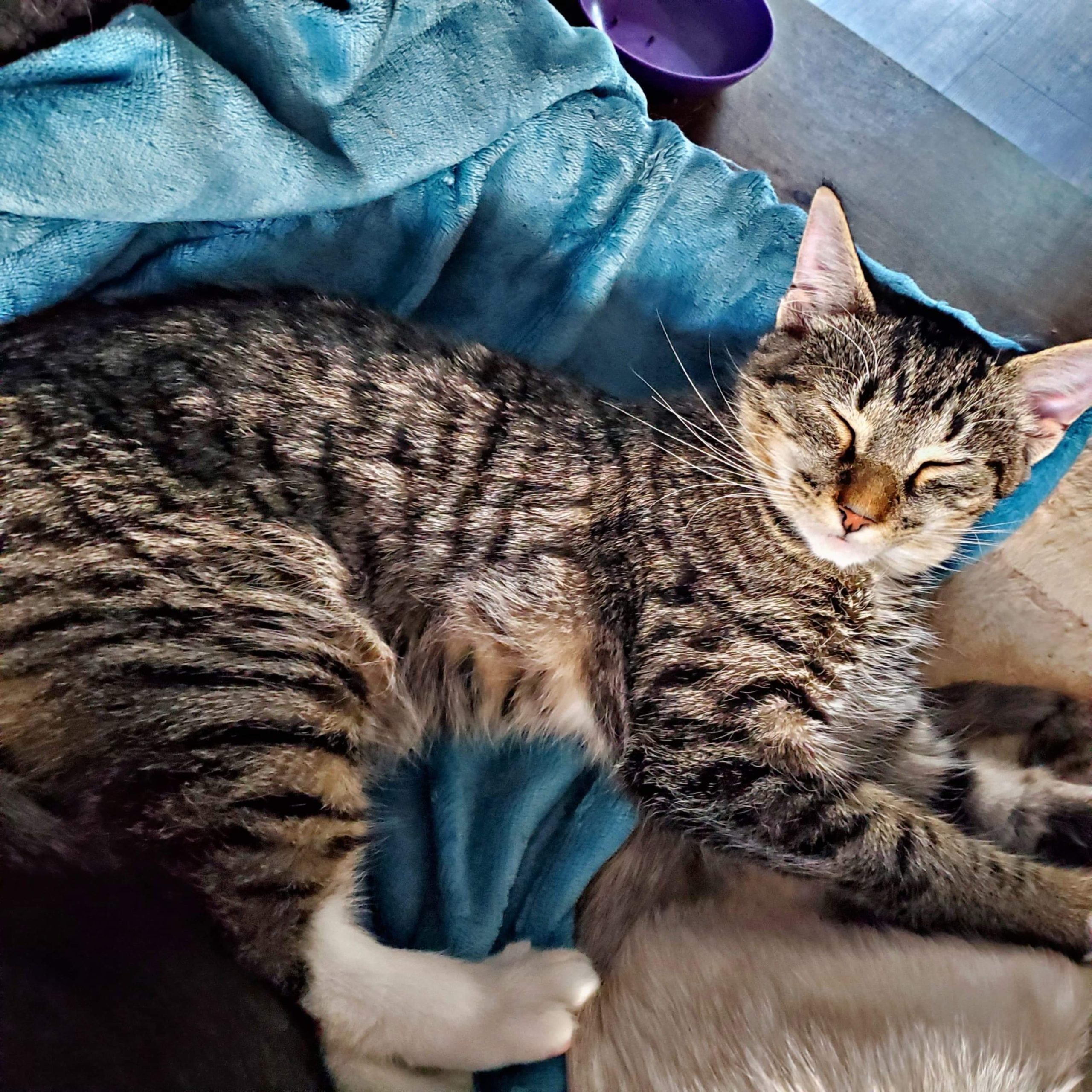 Fluff Responders Animal Rescue – Saving the world one kitten at a time.